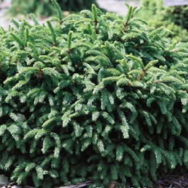 Raspberry, Red Mammoth - Falk Nurseries