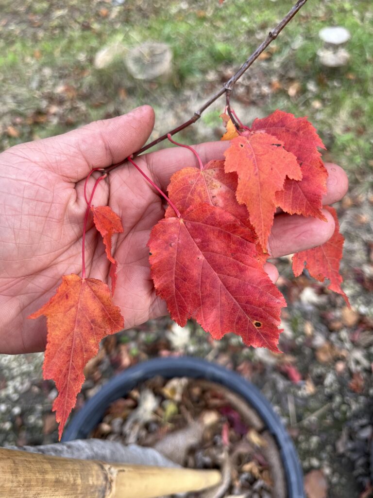 Maple, Tatarian - Falk Nurseries