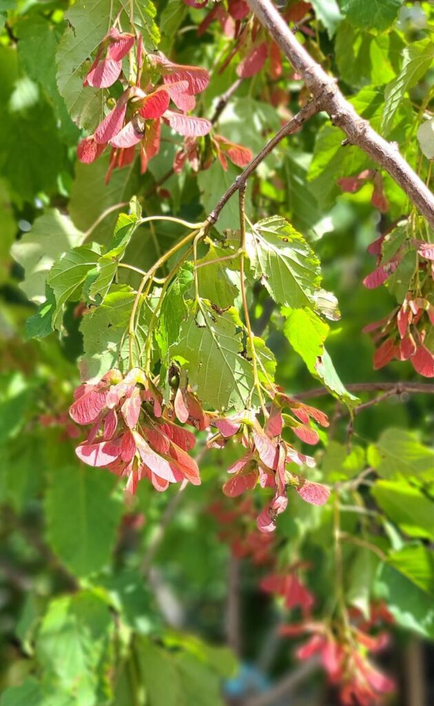 Maple, Tatarian - Falk Nurseries