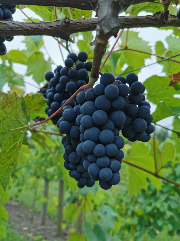 Grape, Valiant - Falk Nurseries