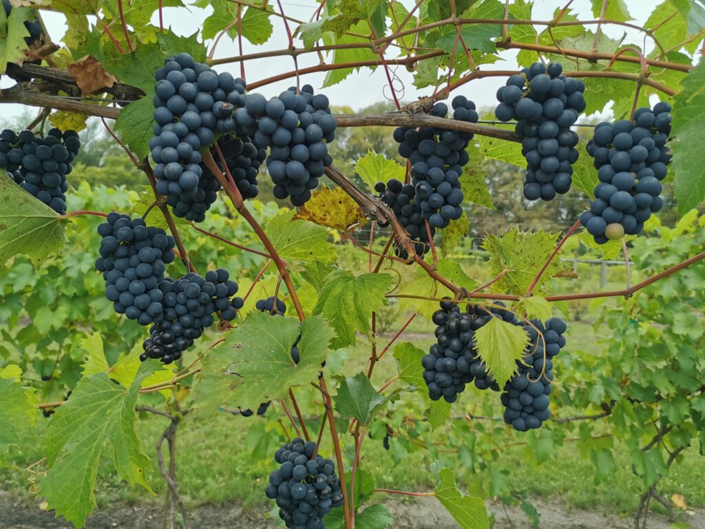 Grape, Valiant - Falk Nurseries