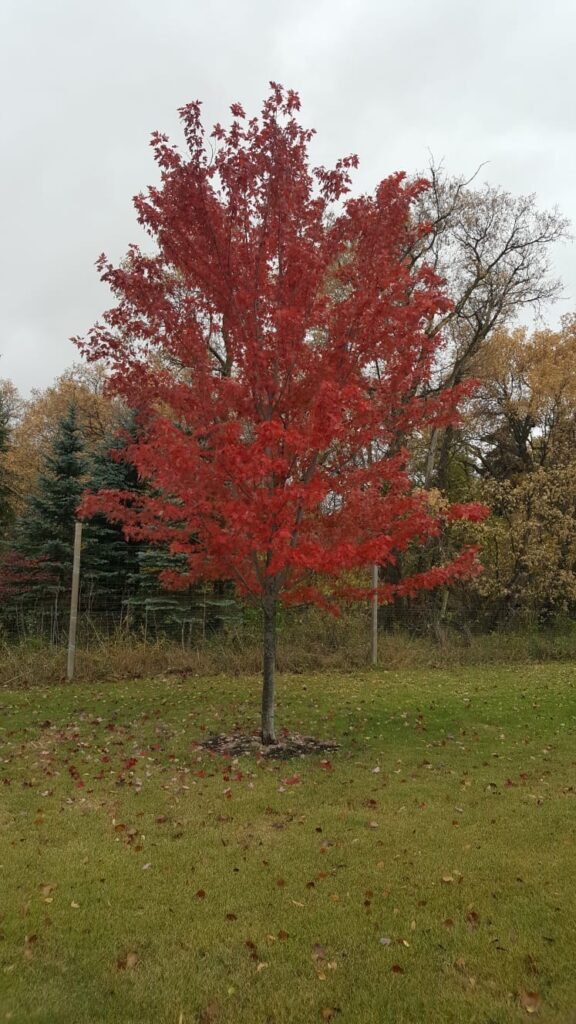 Maple, Autumn Blaze - Falk Nurseries