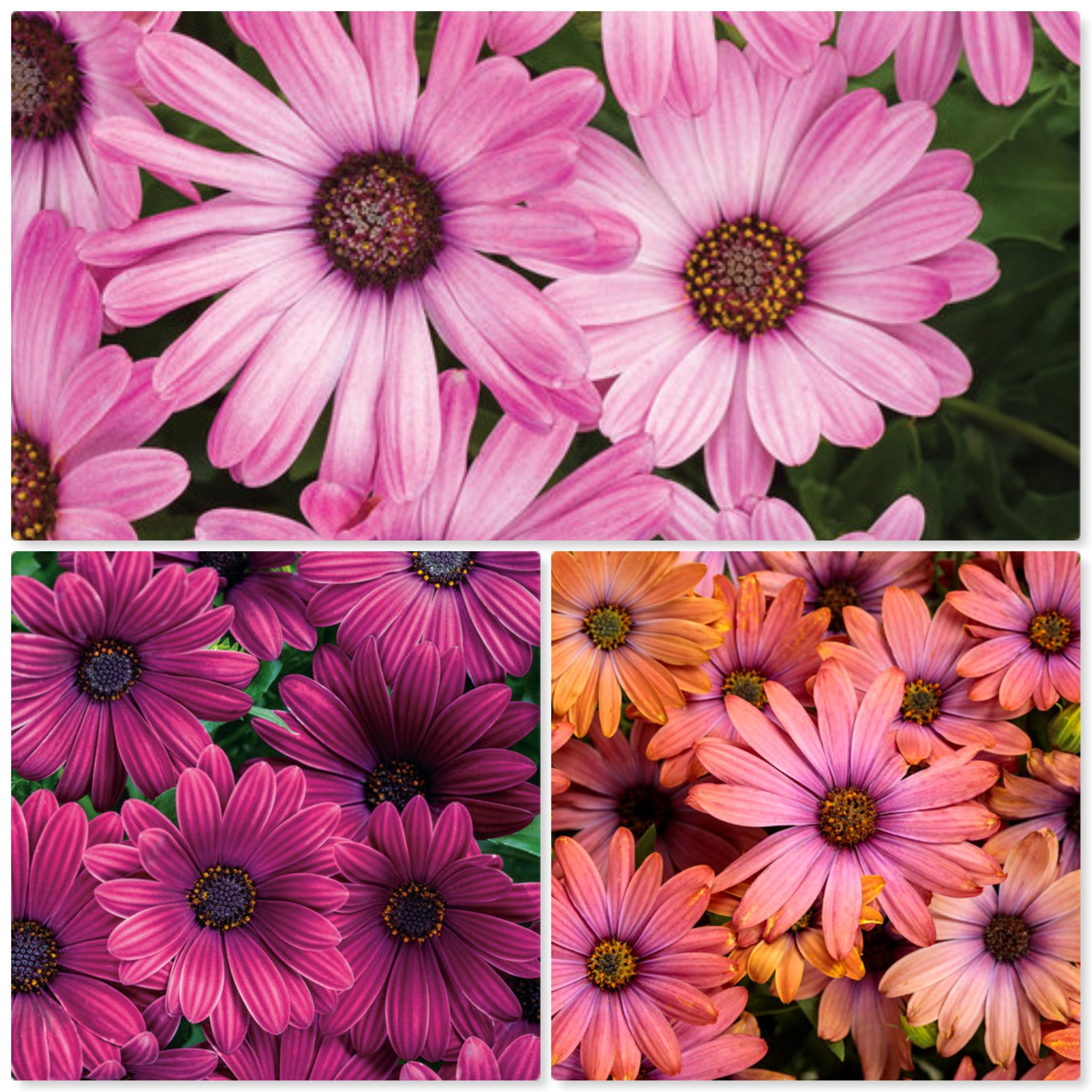 'Berry Parfait' Container - Falk Nurseries