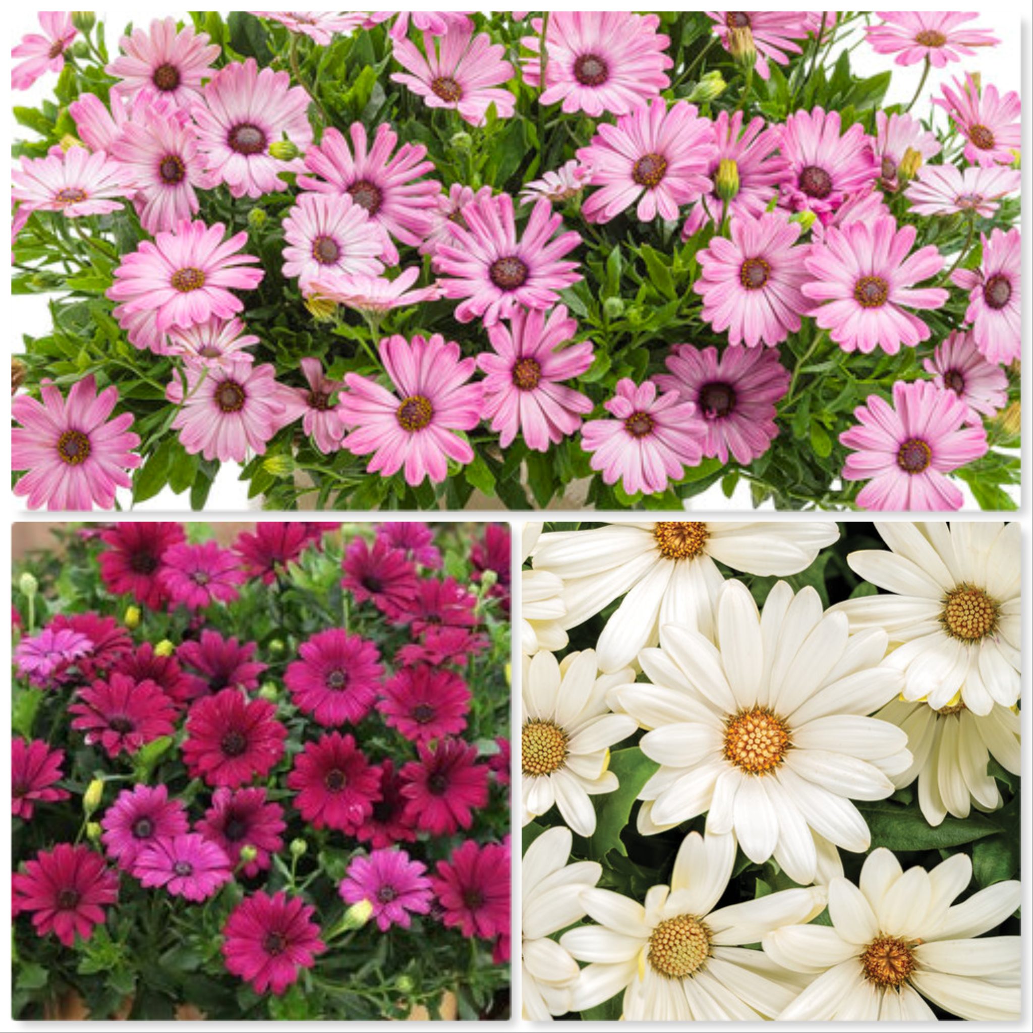 'Berry Parfait' Container - Falk Nurseries