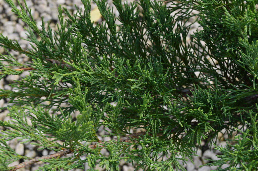 Juniper, Blue Danube - Falk Nurseries