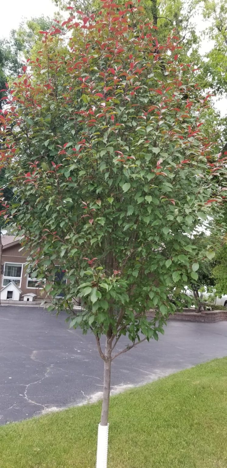 Flowering Crabapple, Courageous - Falk Nurseries
