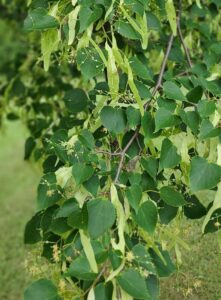 Linden, Dropmore - Falk Nurseries