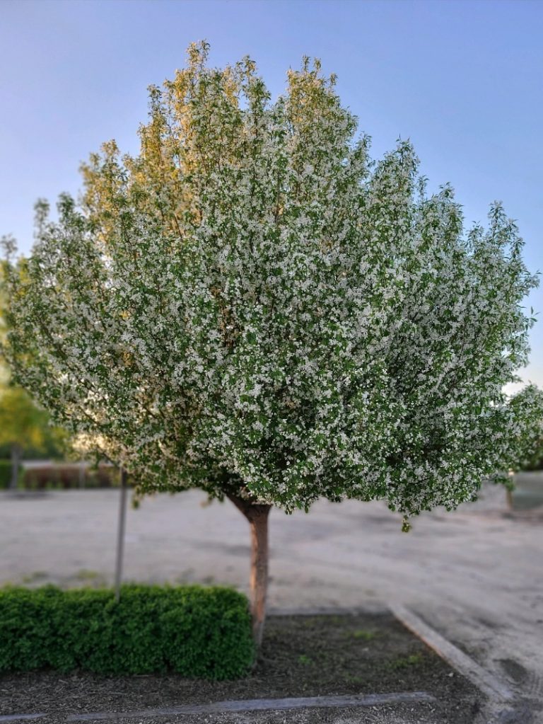 Flowering Crabapple, Starlite - Falk Nurseries