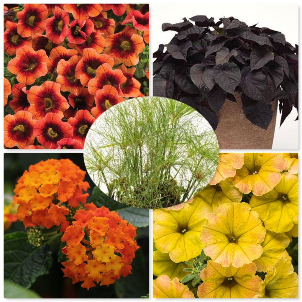 'Forest Fire' Container - Falk Nurseries