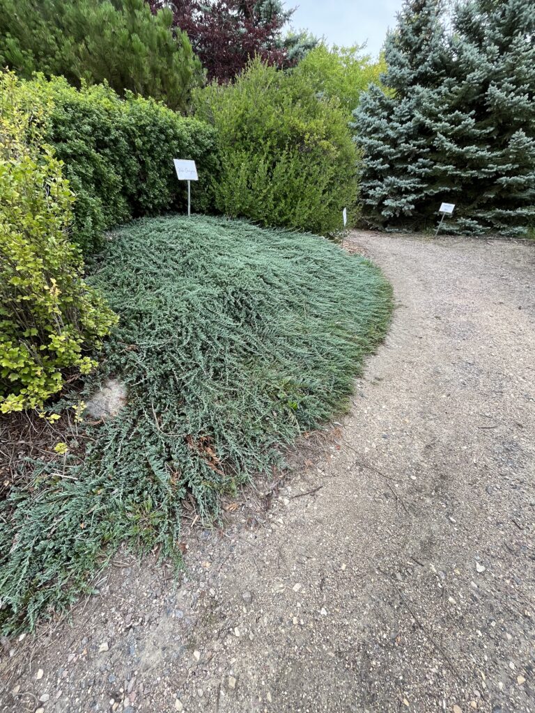 Juniper, Icee Blue - Falk Nurseries