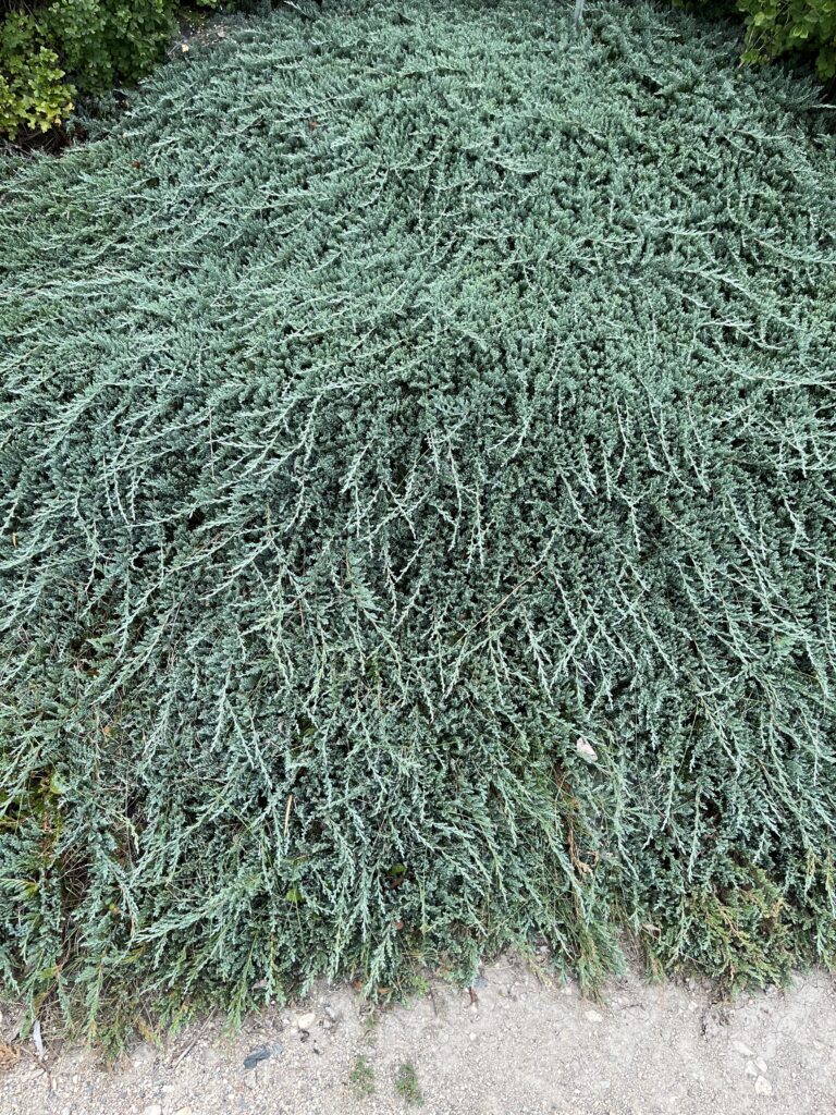 Juniper, Icee Blue - Falk Nurseries