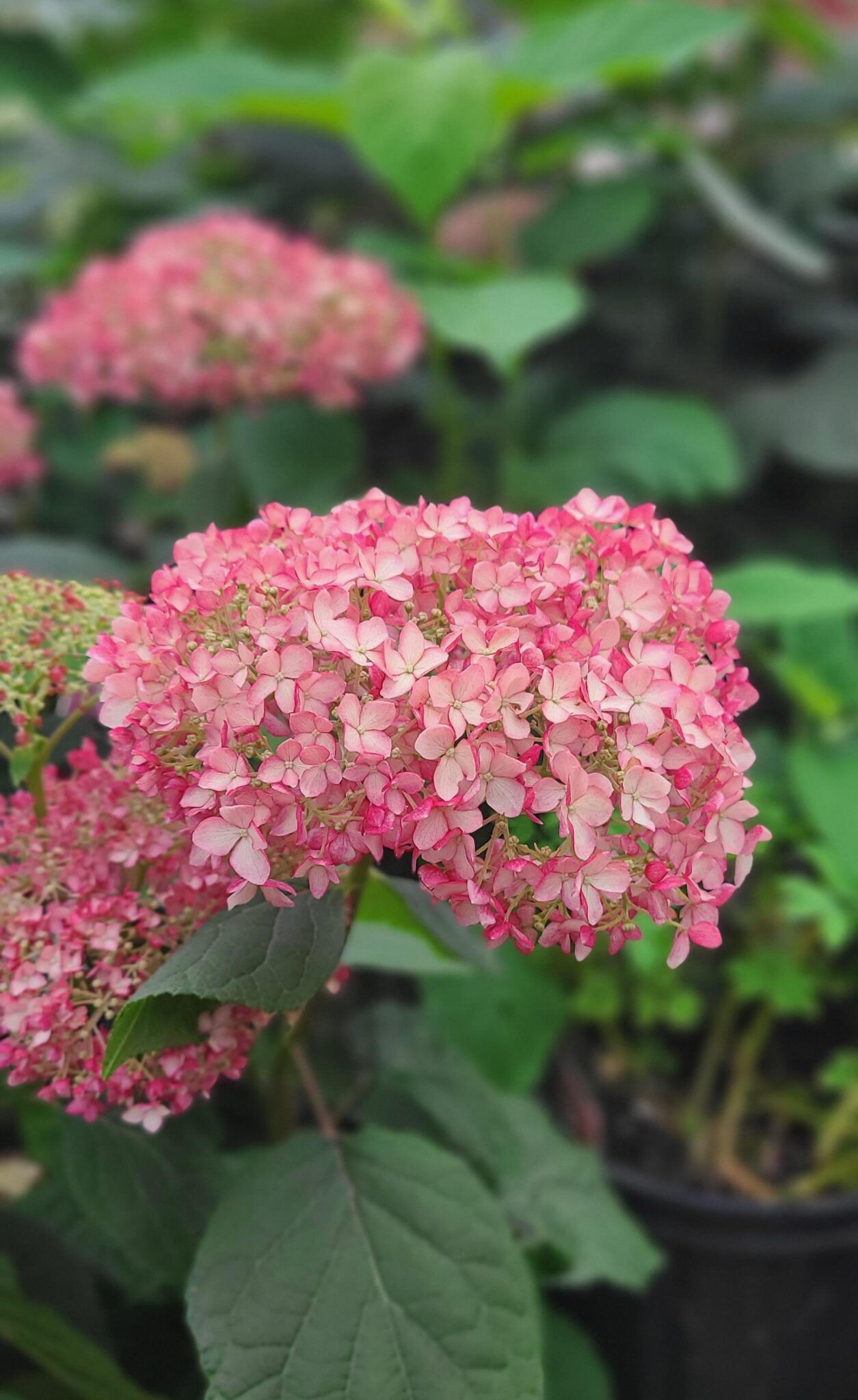 Hydrangea, Invincibelle Spirit II - Falk Nurseries