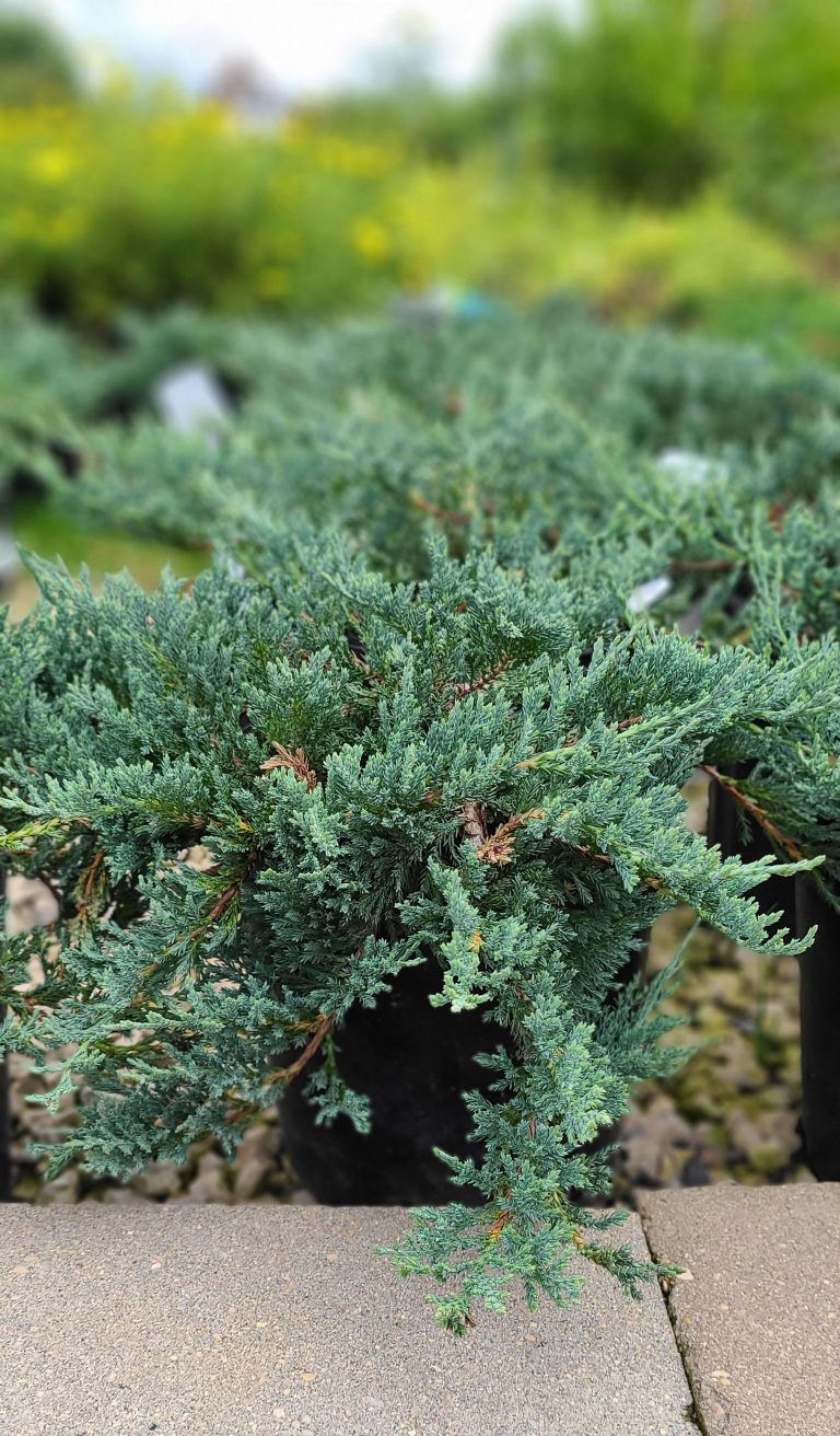 Juniper, Blue Chip - Falk Nurseries
