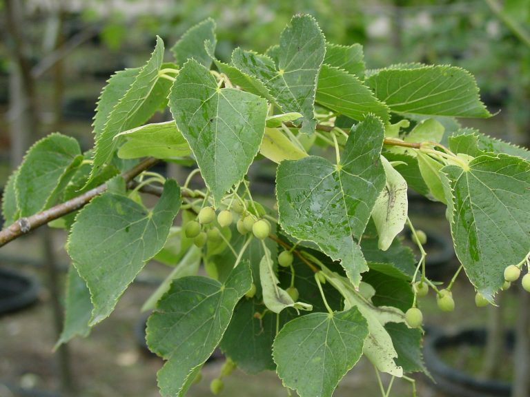 Linden, Dropmore - Falk Nurseries