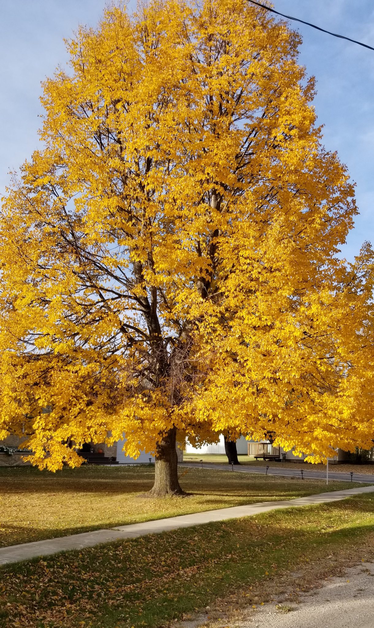 Linden, Dropmore - Falk Nurseries