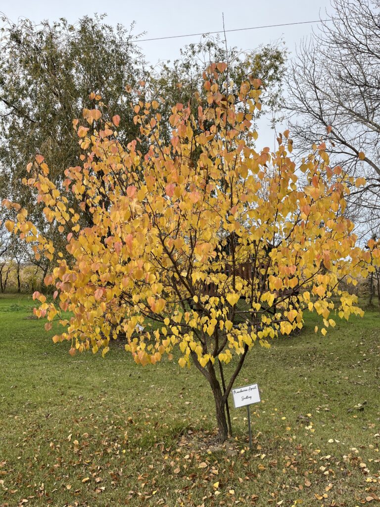 Apricot, Manchurian - Falk Nurseries