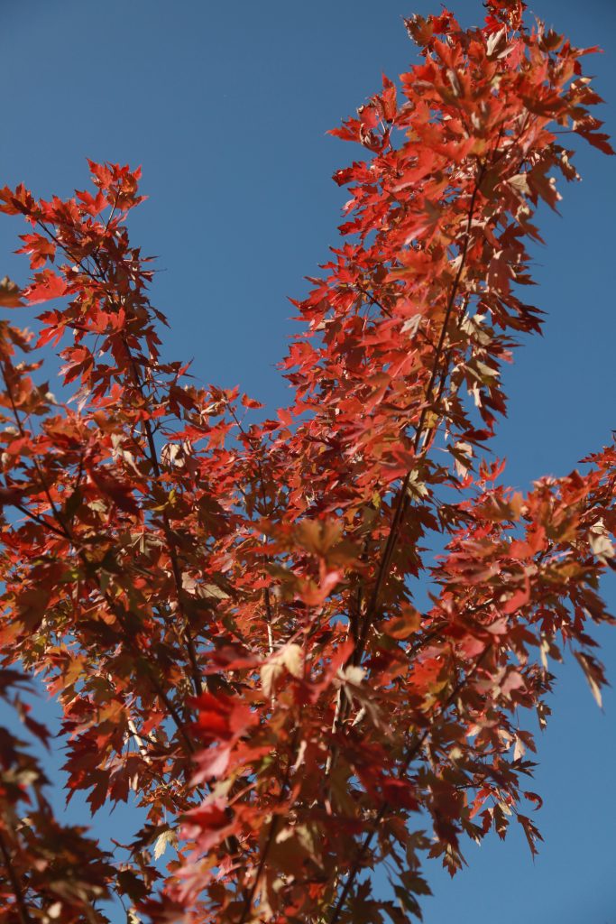 Maple, Autumn Blaze - Falk Nurseries