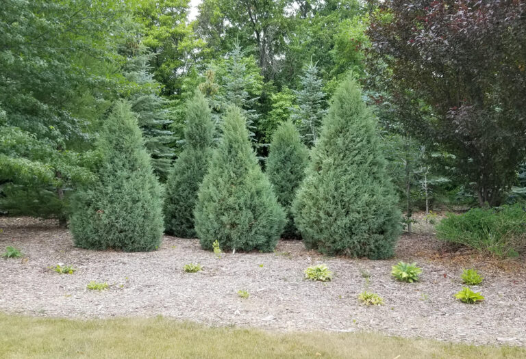 Juniper, Medora - Falk Nurseries