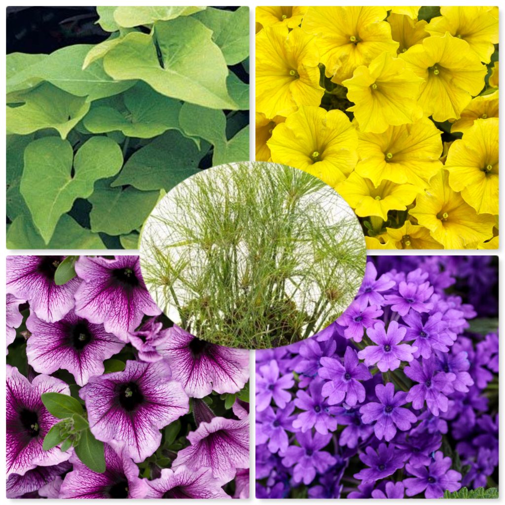 'Berry Parfait' Container - Falk Nurseries