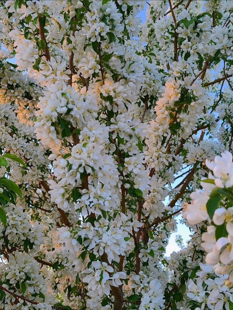 Flowering Crabapple, Starlite - Falk Nurseries