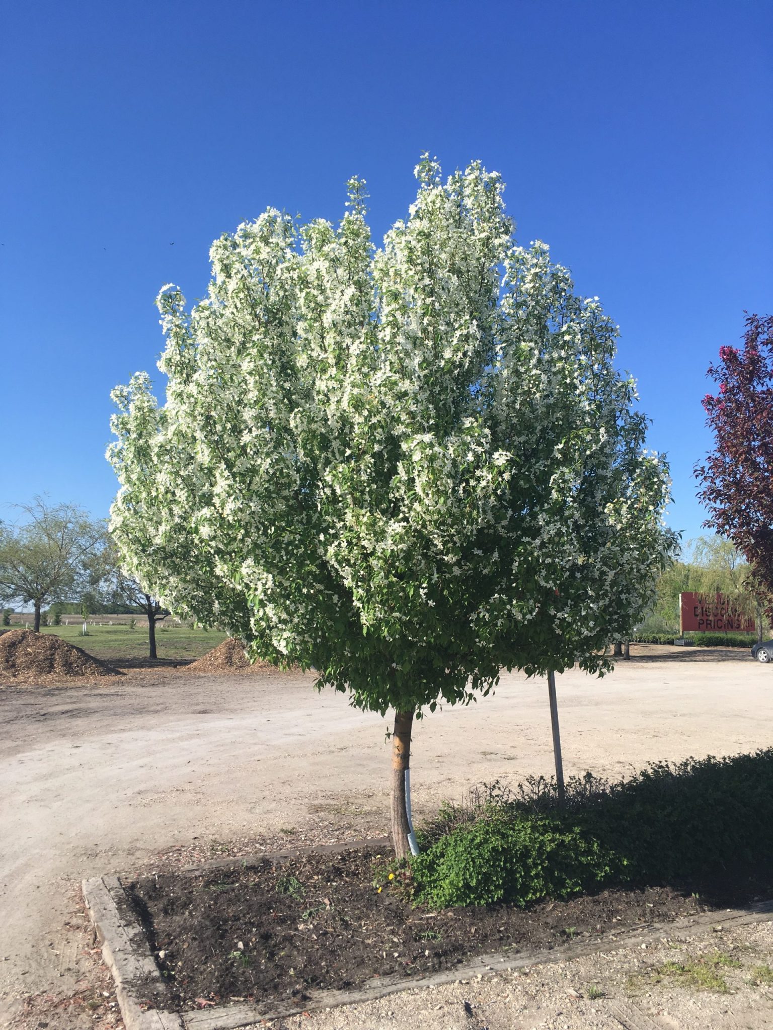 Flowering Crabapple, Starlite - Falk Nurseries