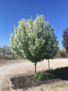 Flowering Crabapple, Starlite - Falk Nurseries