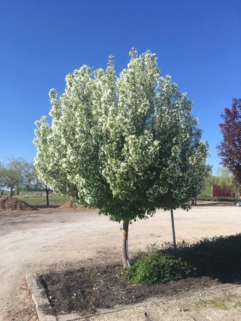 Flowering Crabapple, Starlite - Falk Nurseries