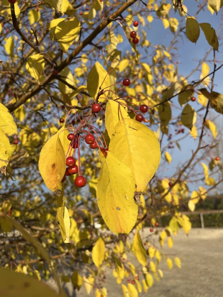 Flowering Crabapple, Starlite - Falk Nurseries
