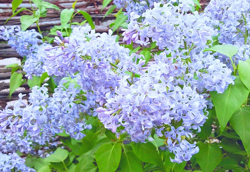 Lilac, WonderBlue - Falk Nurseries