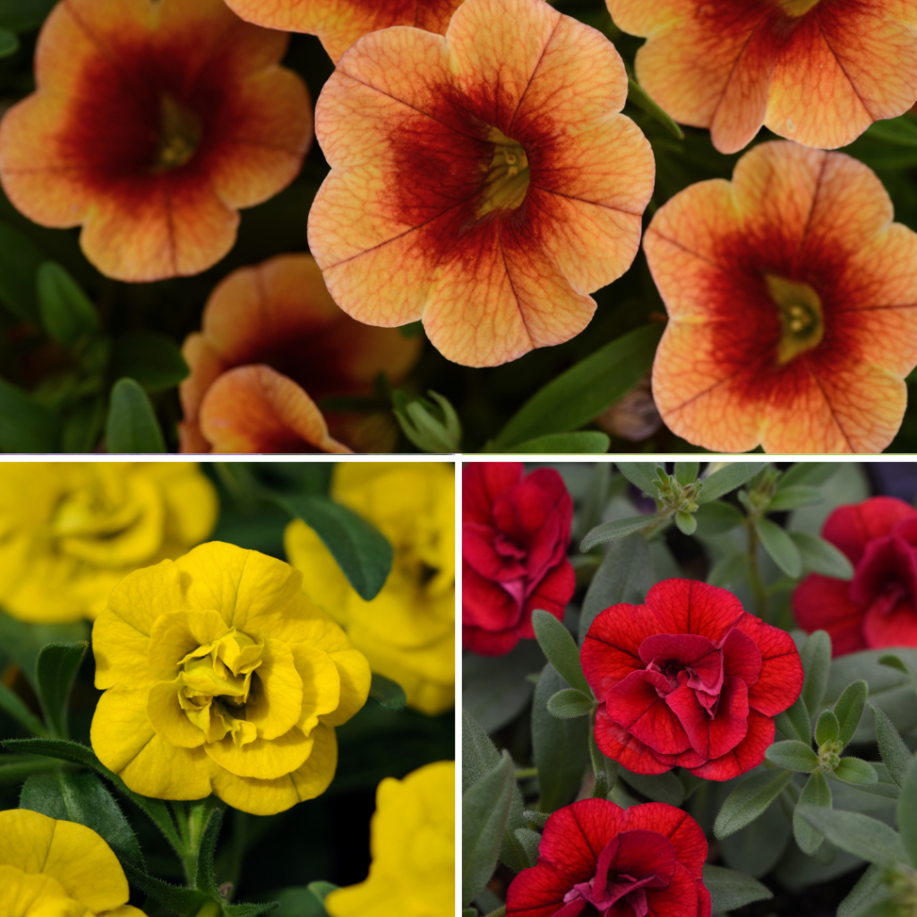 10" Sun Baskets - Falk Nurseries