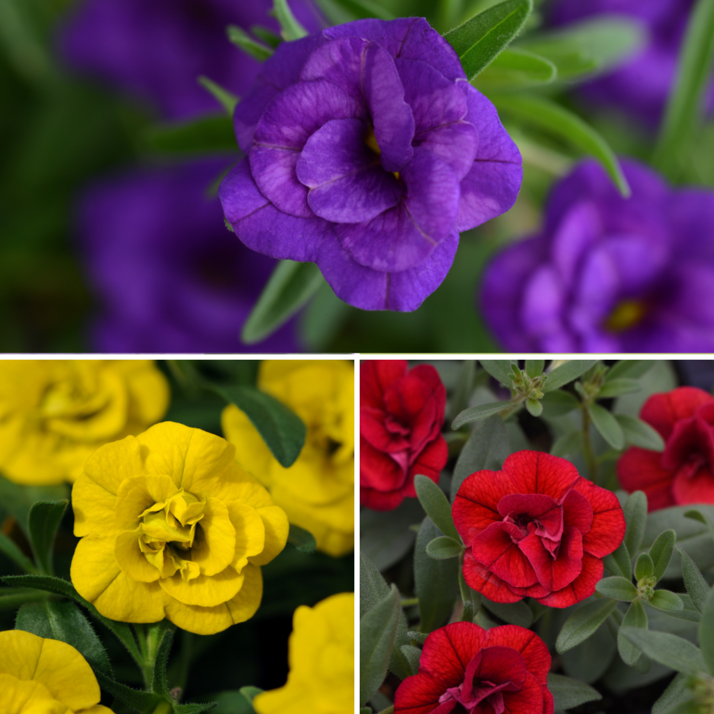 10" Sun Baskets - Falk Nurseries