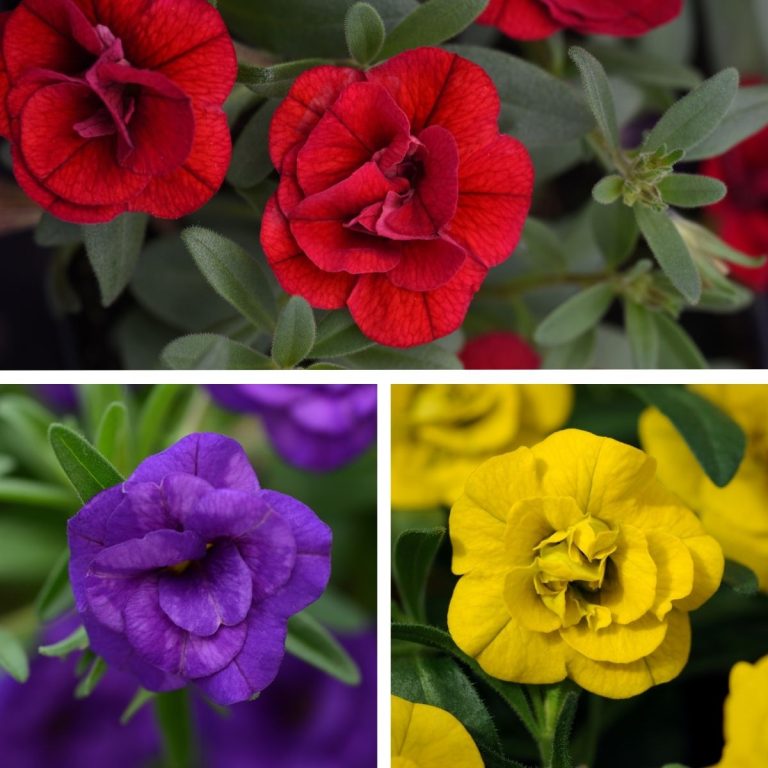 10" Sun Baskets - Falk Nurseries
