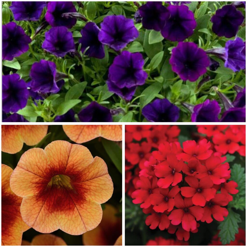 12" Mixed Basket (Sun) - Falk Nurseries