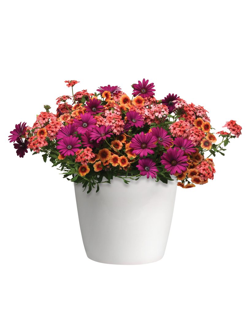 10" Sun Baskets - Falk Nurseries
