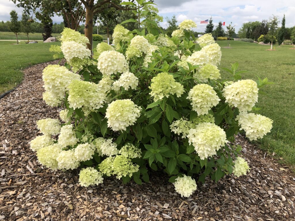Hydrangea, Bobo - Falk Nurseries