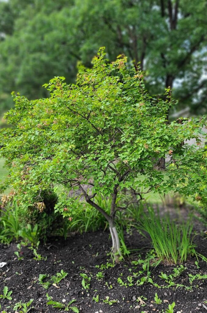 Maple, Emerald Elf Amur - Falk Nurseries