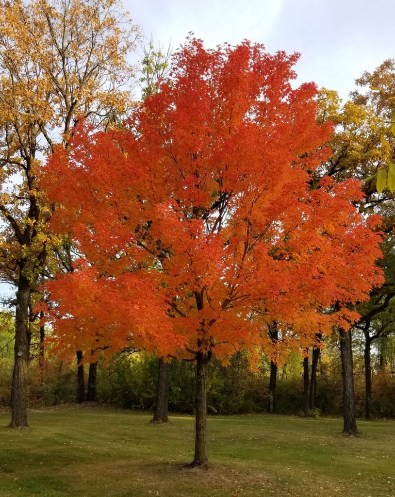 Maple, Lord Selkirk Sugar - Falk Nurseries