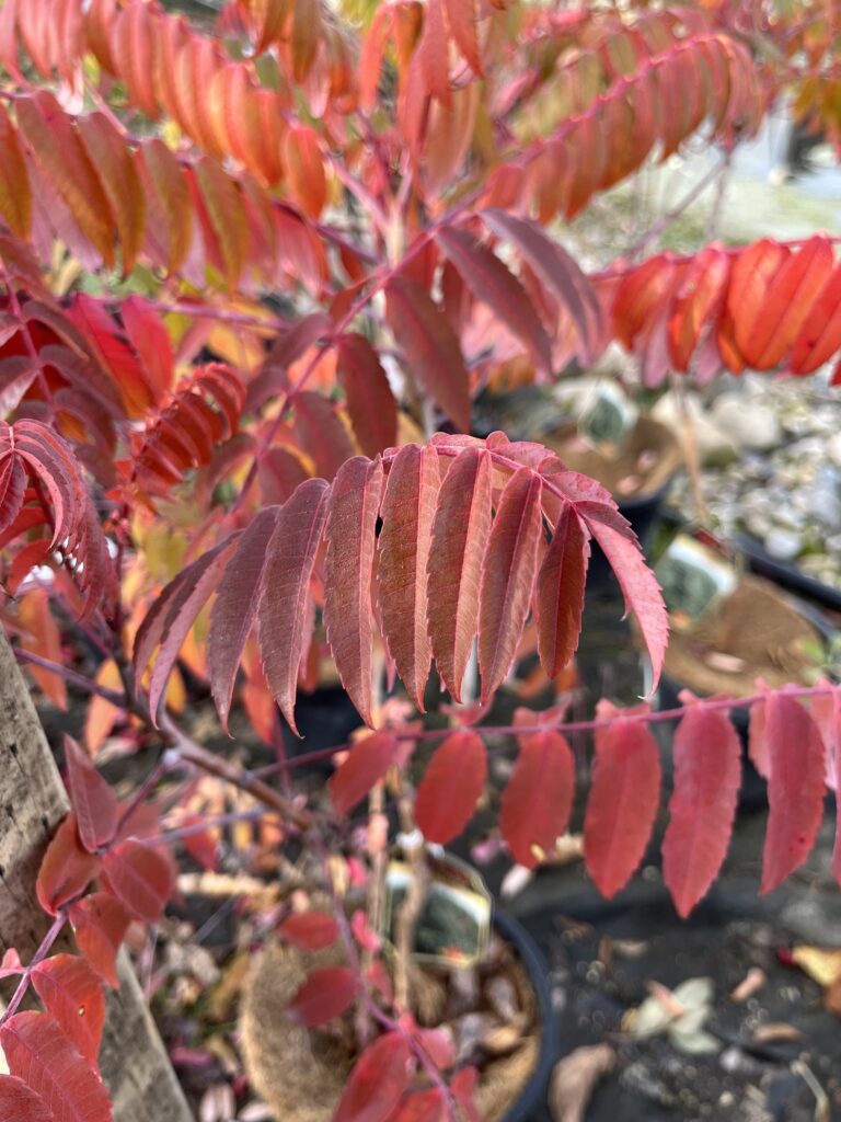 Sumac, Smooth - Falk Nurseries