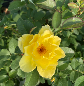 Rose, Yukon Sun - Falk Nurseries