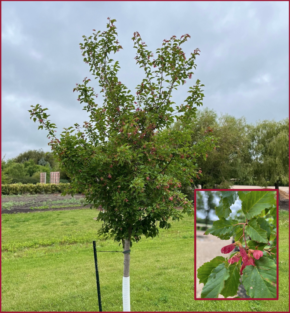 Hot Wings Maple: A Fiery Twist on Shade Trees - Falk Nurseries