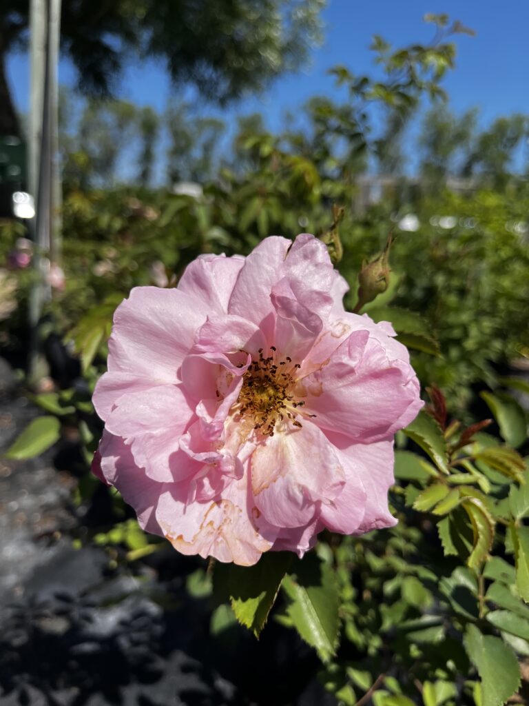 Climbing Rose, John Davis - Falk Nurseries