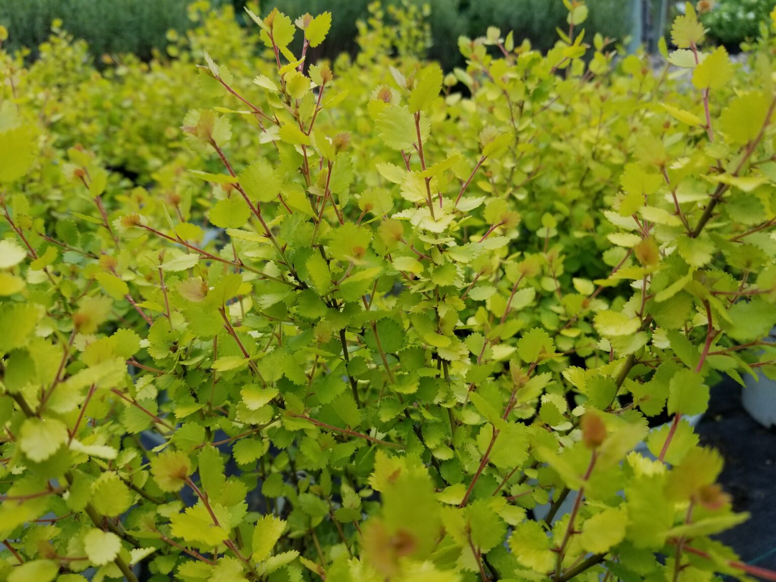 Birch (Dwarf), Cesky Golden Treasure - Falk Nurseries
