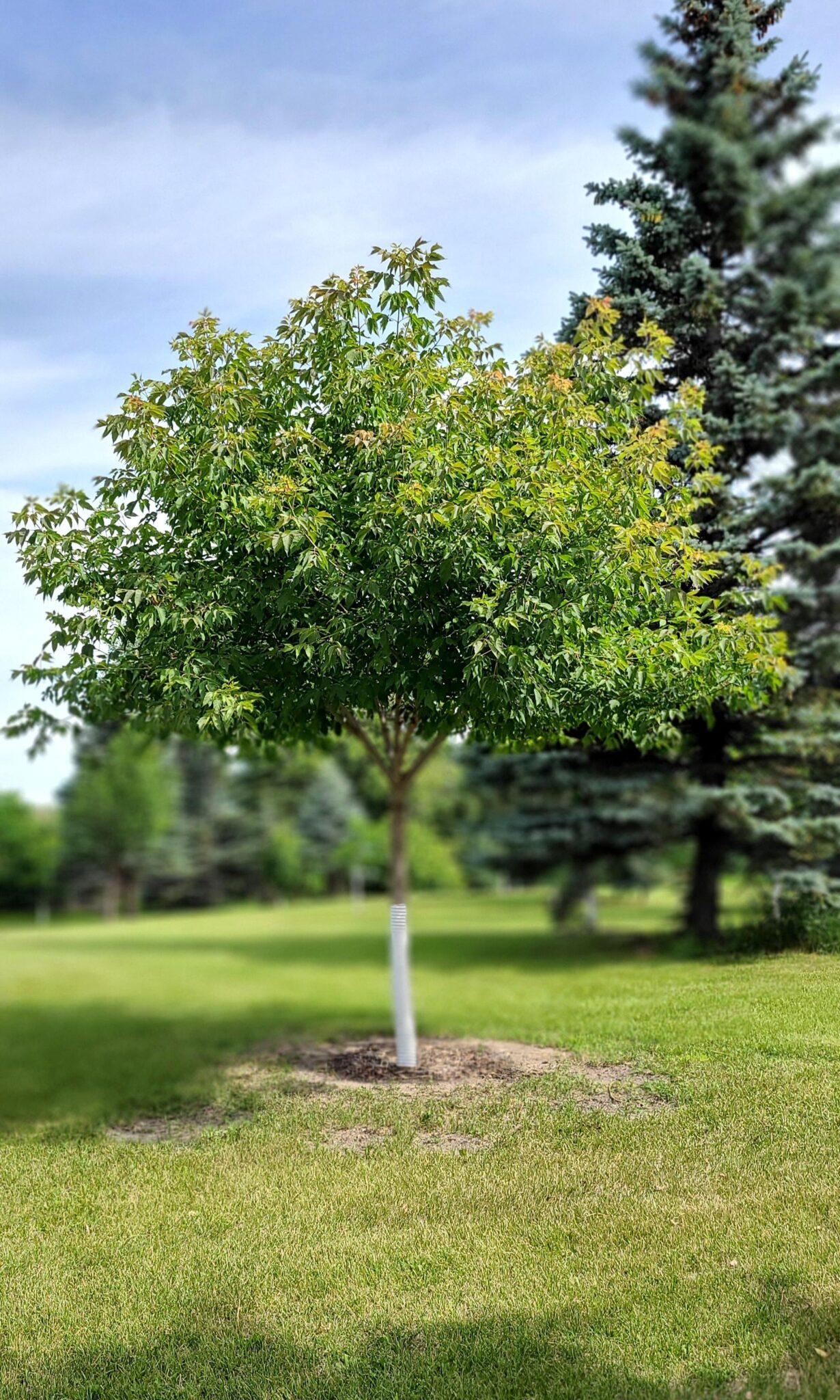 Maple, Sensation Boxelder - Falk Nurseries