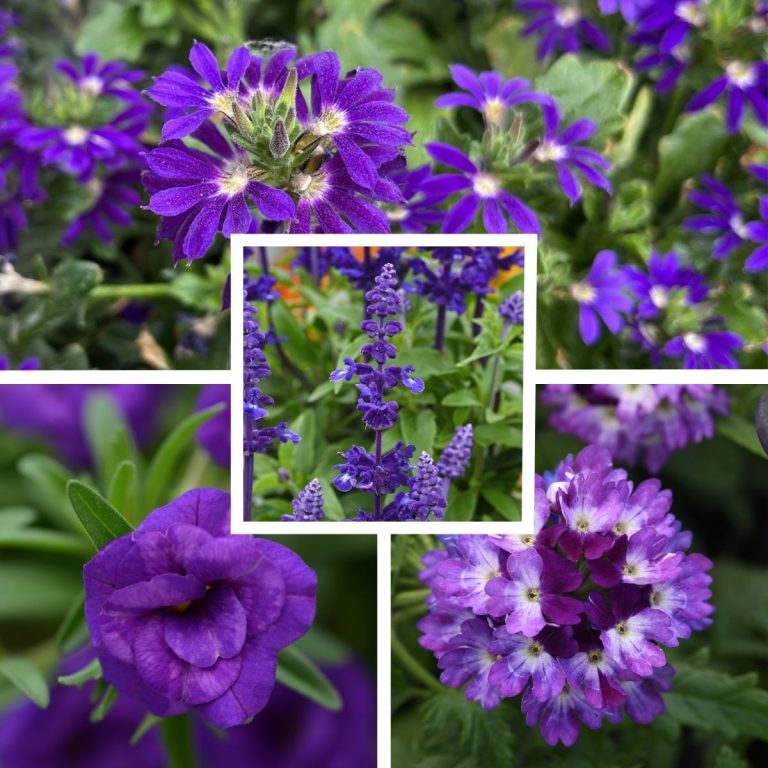 Products - Falk Nurseries