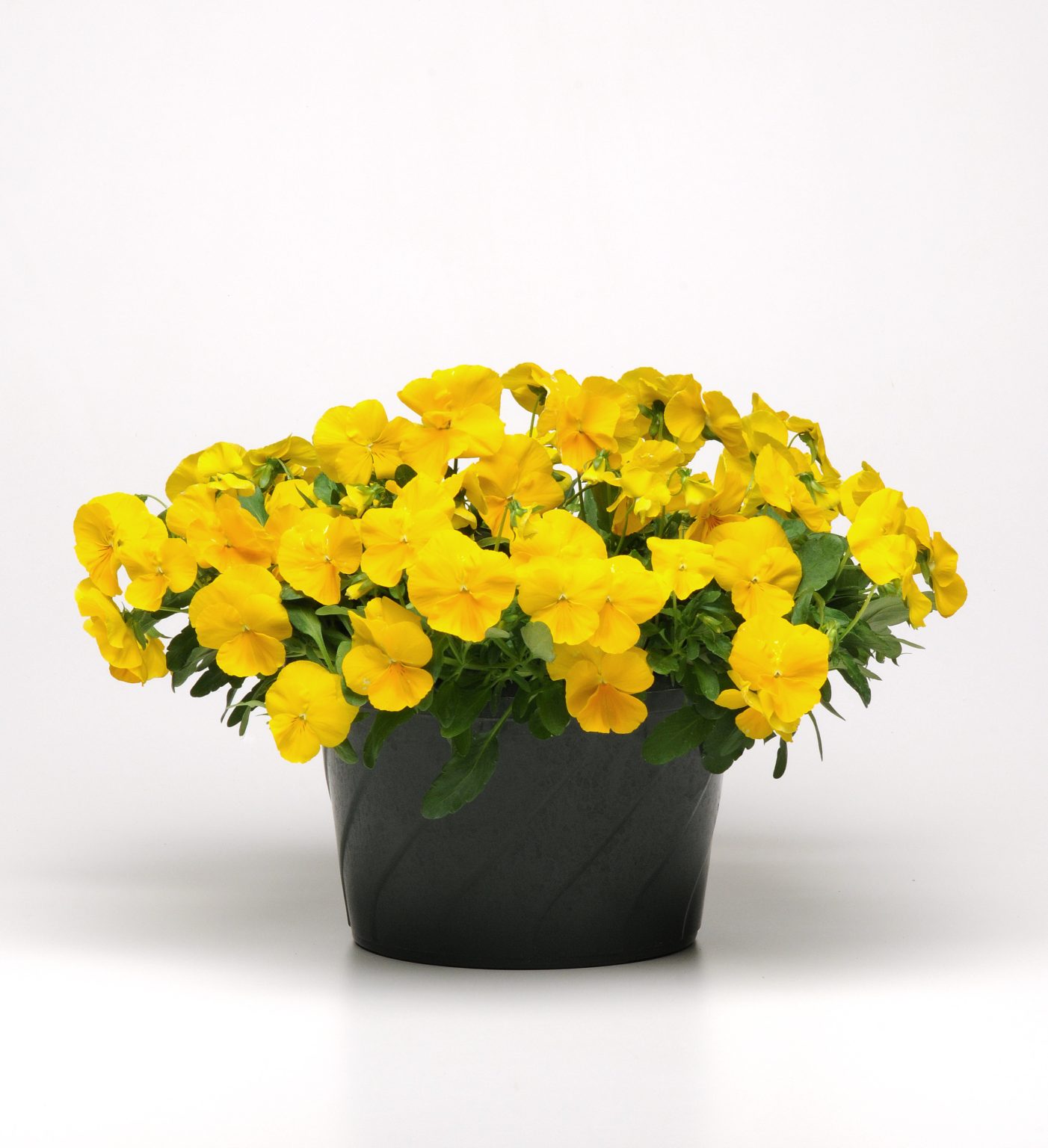 8" Pansy Container - Falk Nurseries