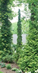 Cedar, Sting - Falk Nurseries