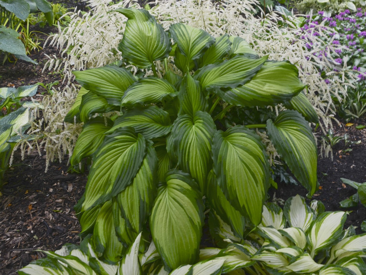 Hosta (Plantain Lily) - Falk Nurseries