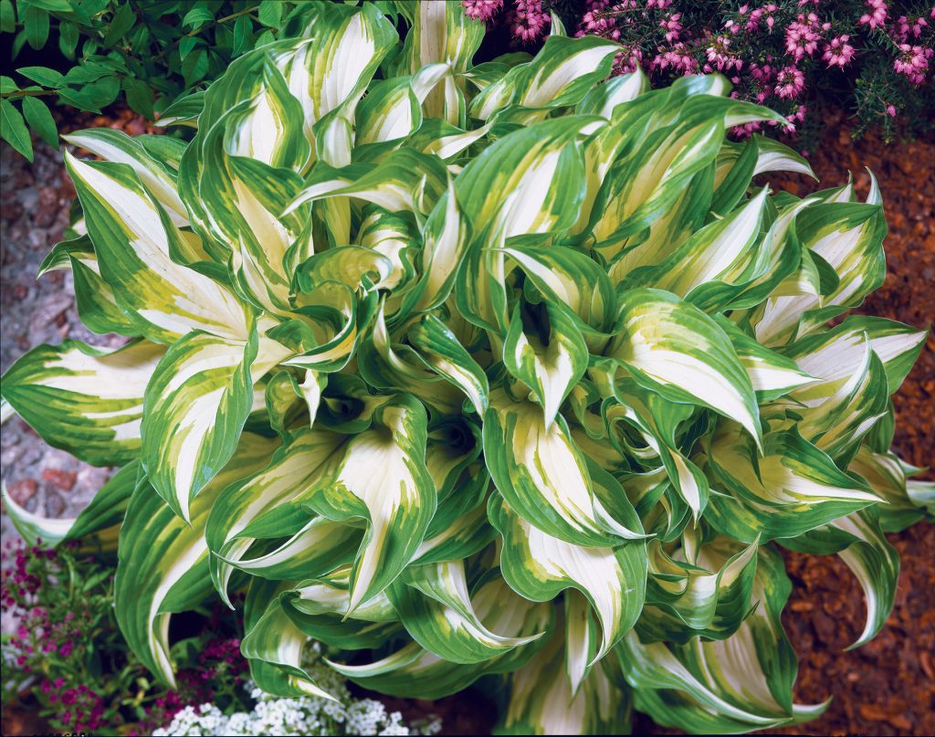 Hosta 'Mediovariegata' (Plantain Lily) - Falk Nurseries