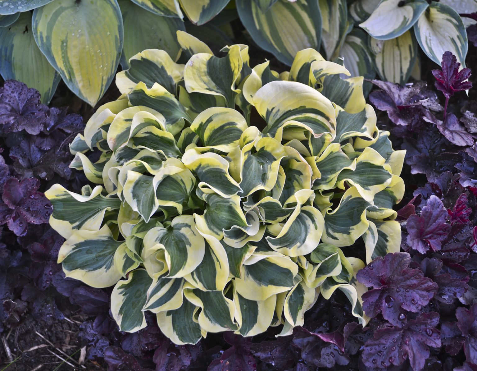 Hosta 'Mini Skirt' (Plantain Lily) - Falk Nurseries